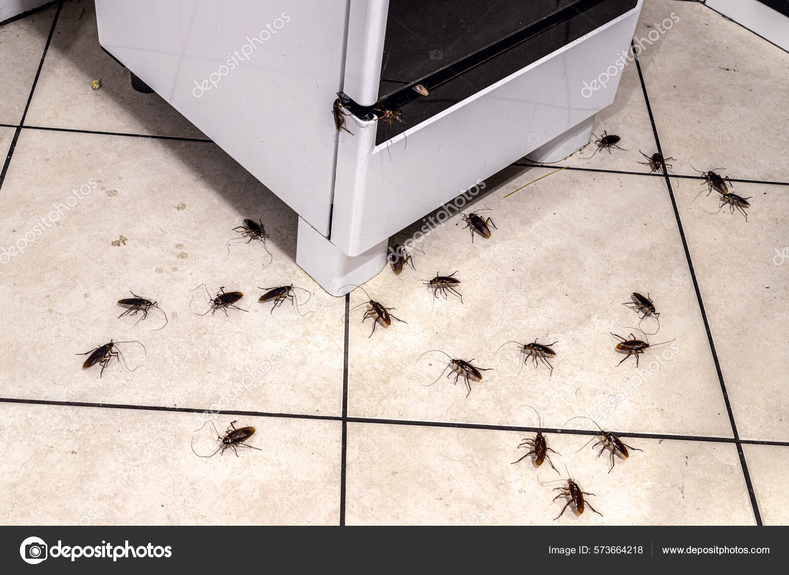 Cockroach Infestation Kitchen Insects Dirty Floor Lack Hygiene Need ...