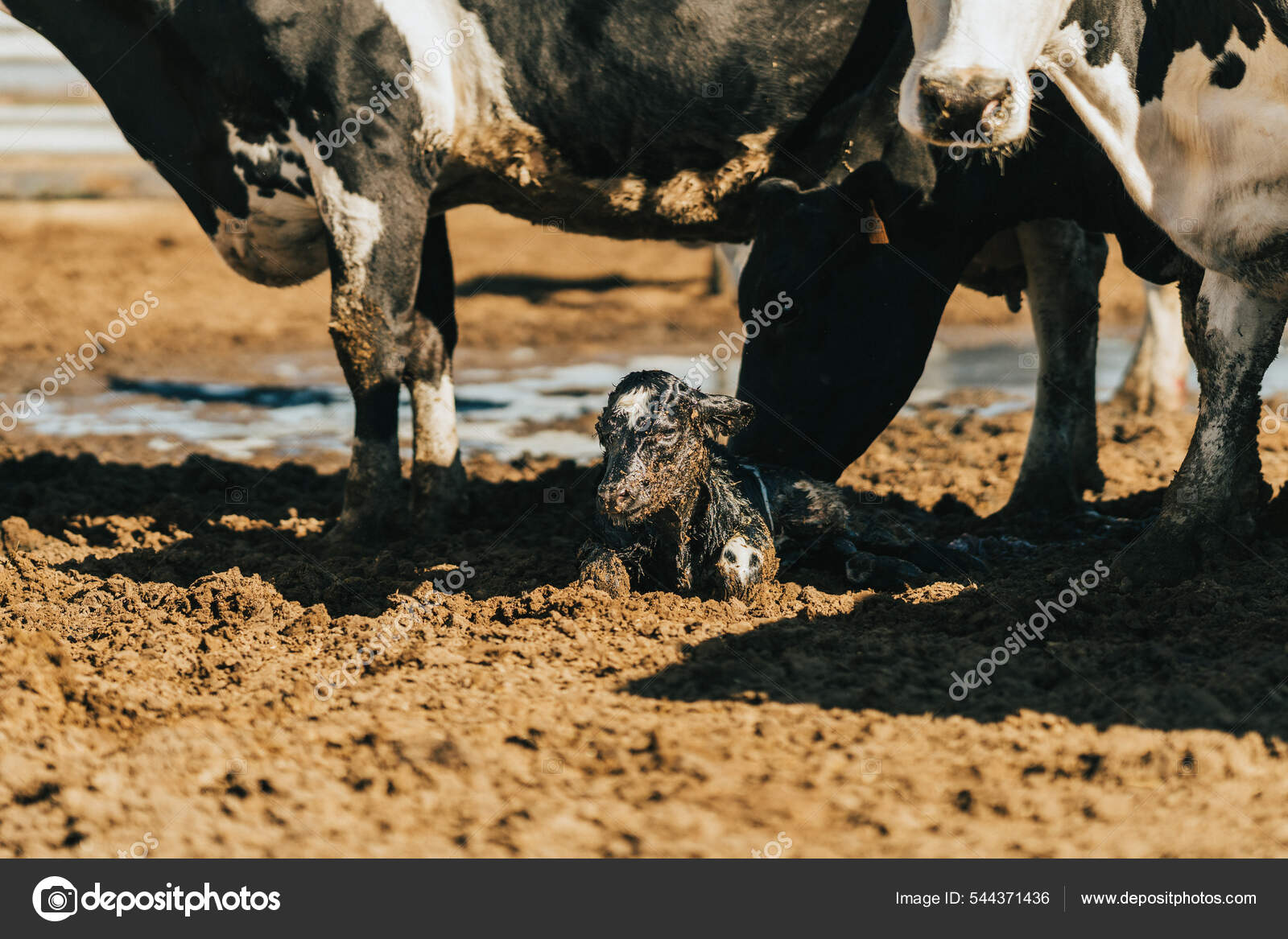 Newborn Calves Cows