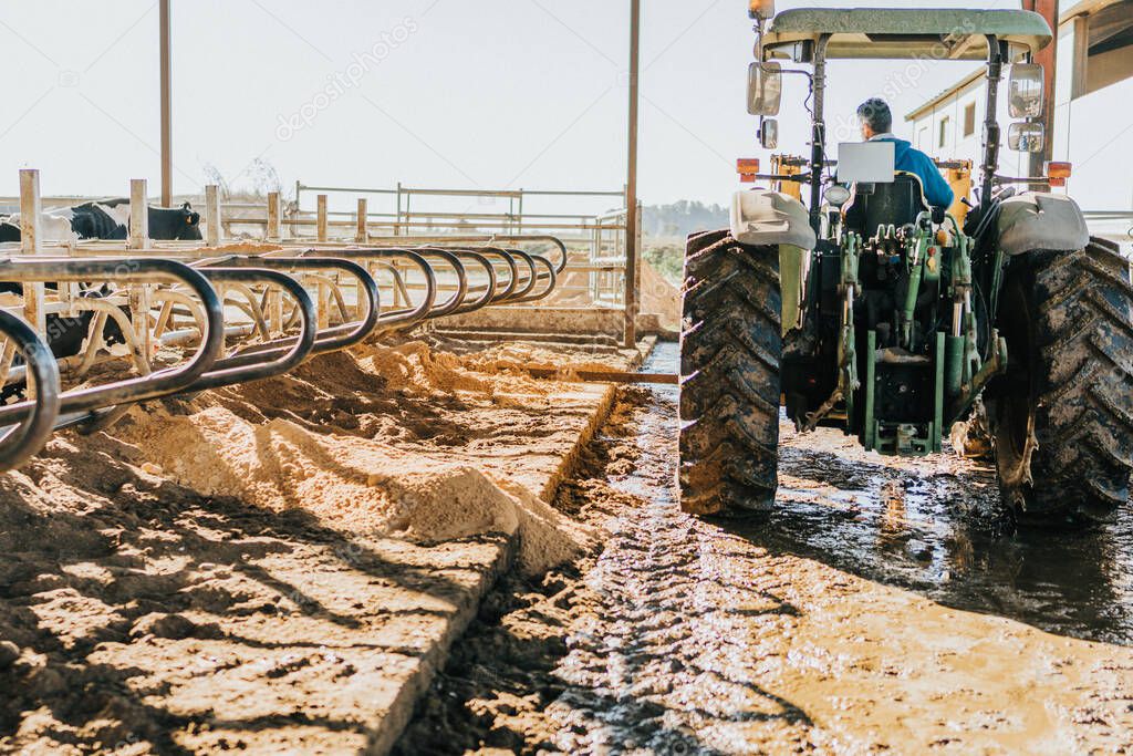 un hombre conduce un tractor alisando la arena de la carcasa de la vaca ...