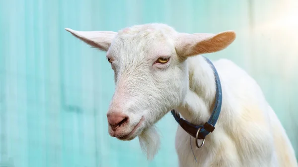 Goat background Stock Photos, Royalty Free Goat background Images ...