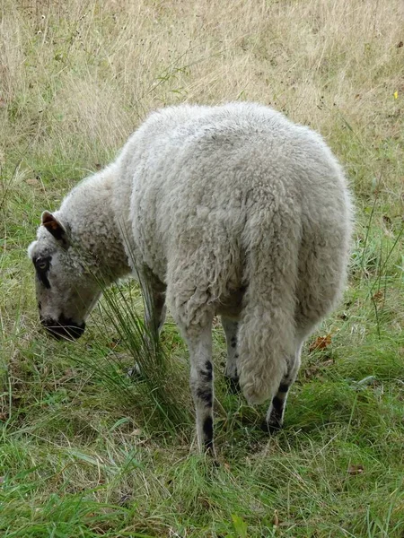 Bald sheep Stock Photos, Royalty Free Bald sheep Images | Depositphotos