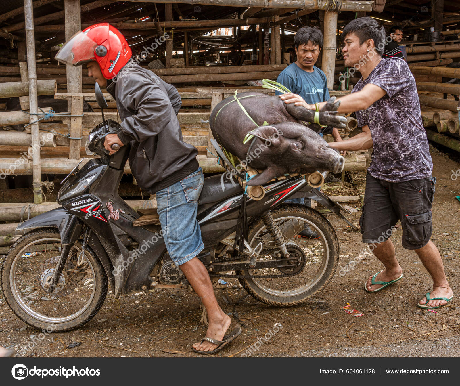 Indonesia June 2022 Pig Tied Back Motorcycle Transported — Stock ...