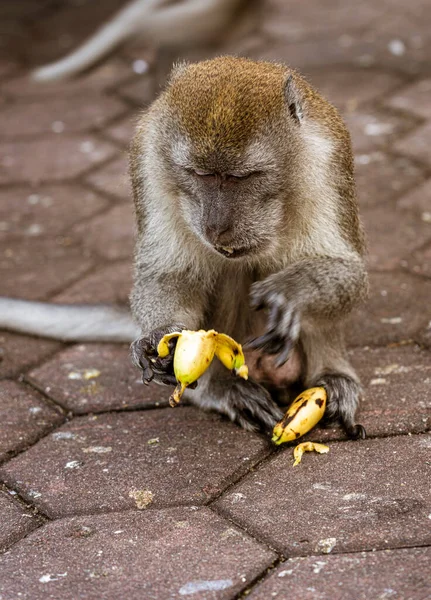 Singe mange banane images libres de droit, photos de Singe mange banane ...