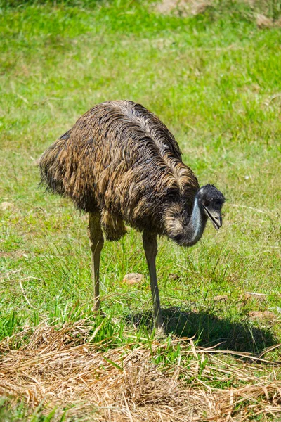 Australian emu Stock Photos, Royalty Free Australian emu Images ...