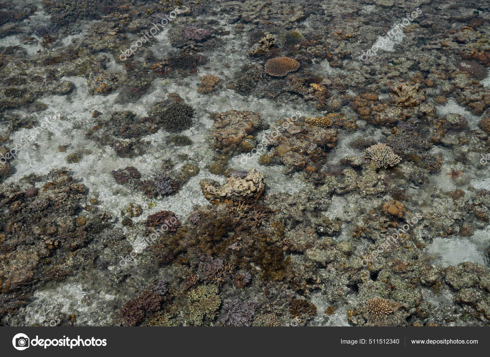 Live Coral Low Tide Sampoerna Sabah Malaysia Stock Photo by ©ellinnur ...