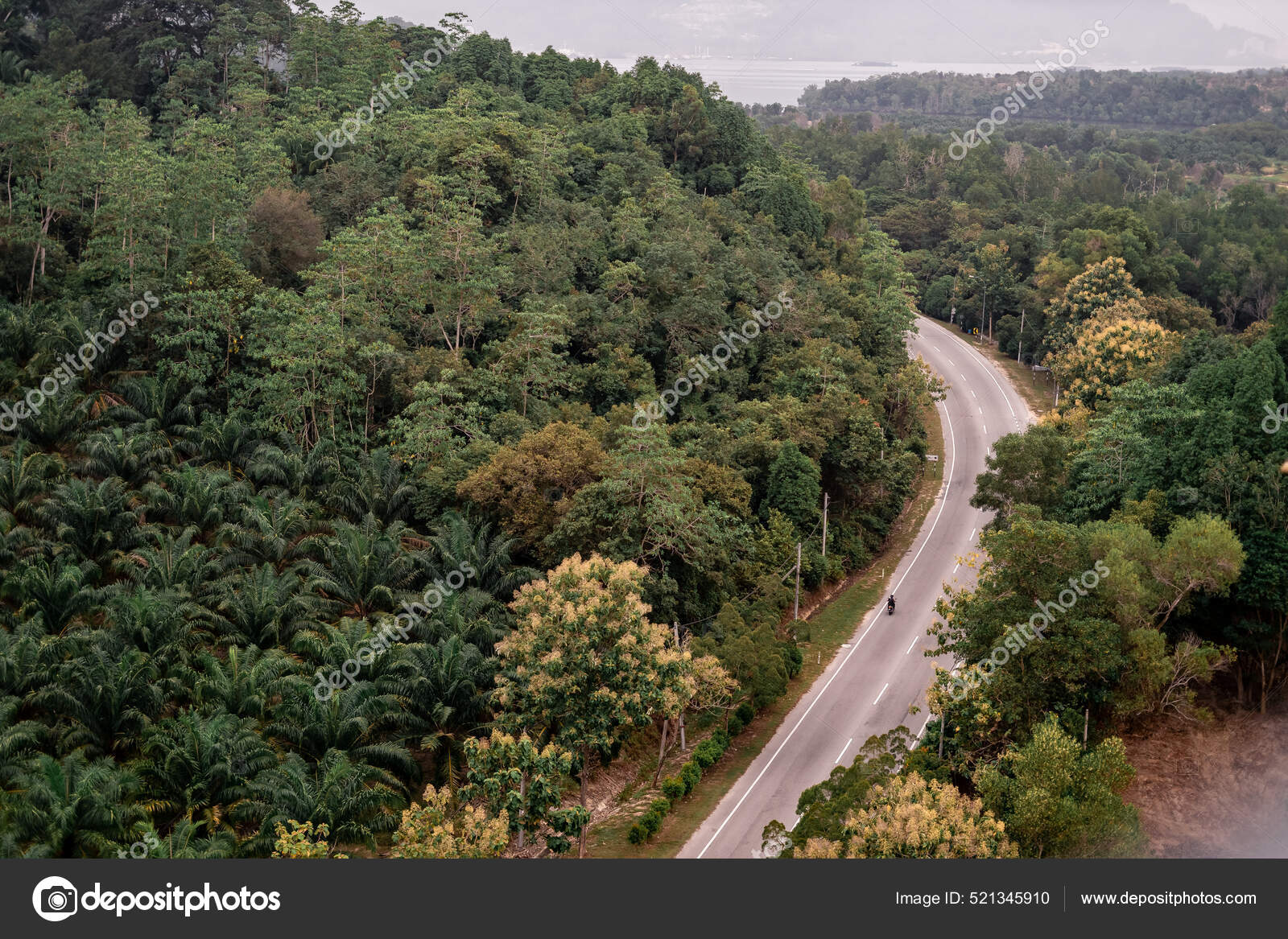 Aerial View Plantation Palm Trees Background Top View Aerial Shot ...