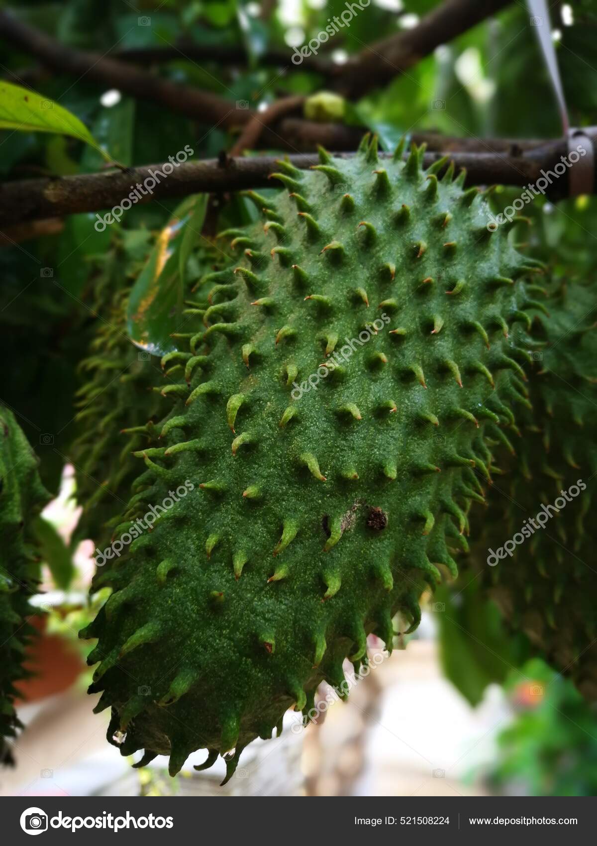 Soursop Tree