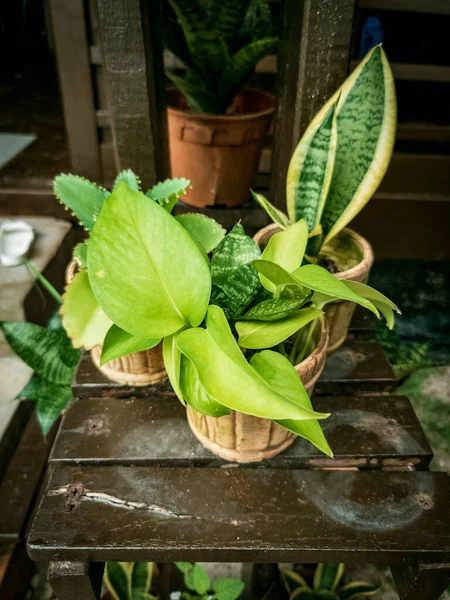 Unique Looking Plants