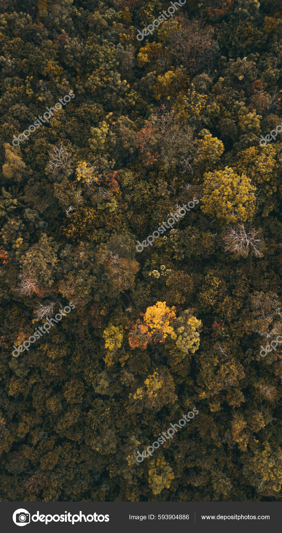 Aerial Top View Forest Tree Rainforest Ecosystem Healthy Environment ...