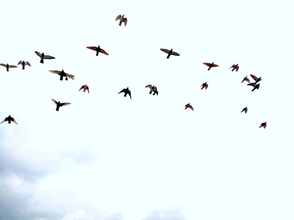 A flock of birds pic Stock Photos, Royalty Free A flock of birds pic ...