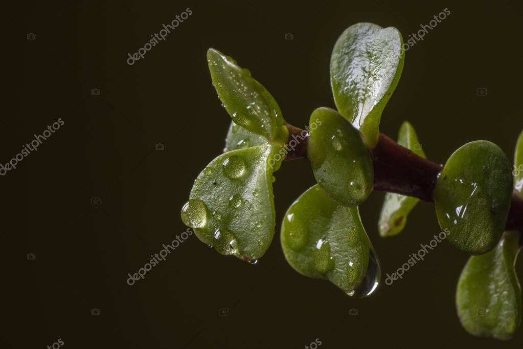 Cerrar macrofotograf a de una portulacaria afra, didiereaceae, jade, rbol de abundancia ...