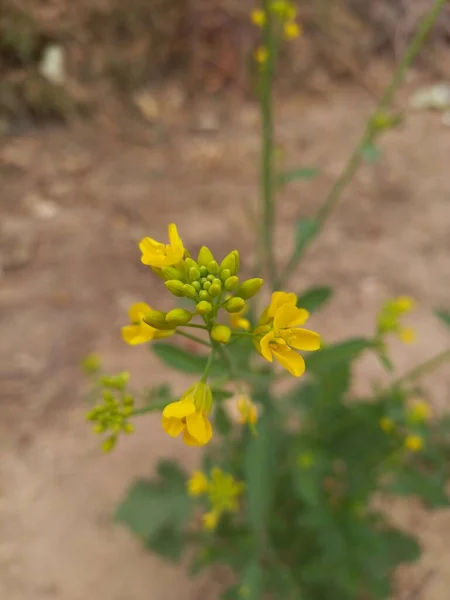 Vernal bloem Stock Photos, Royalty Free Vernal bloem Images | Depositphotos