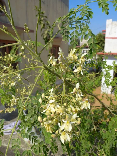 Rajasthani plant Stock Photos, Royalty Free Rajasthani plant Images ...