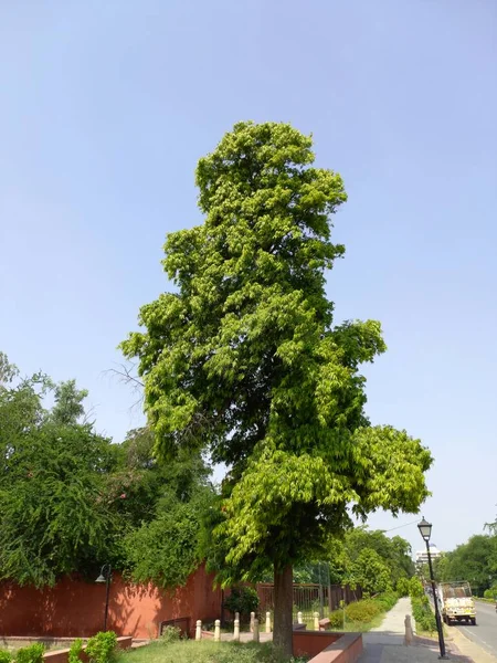 Rabindranath Stock Photos, Royalty Free Rabindranath Images | Depositphotos