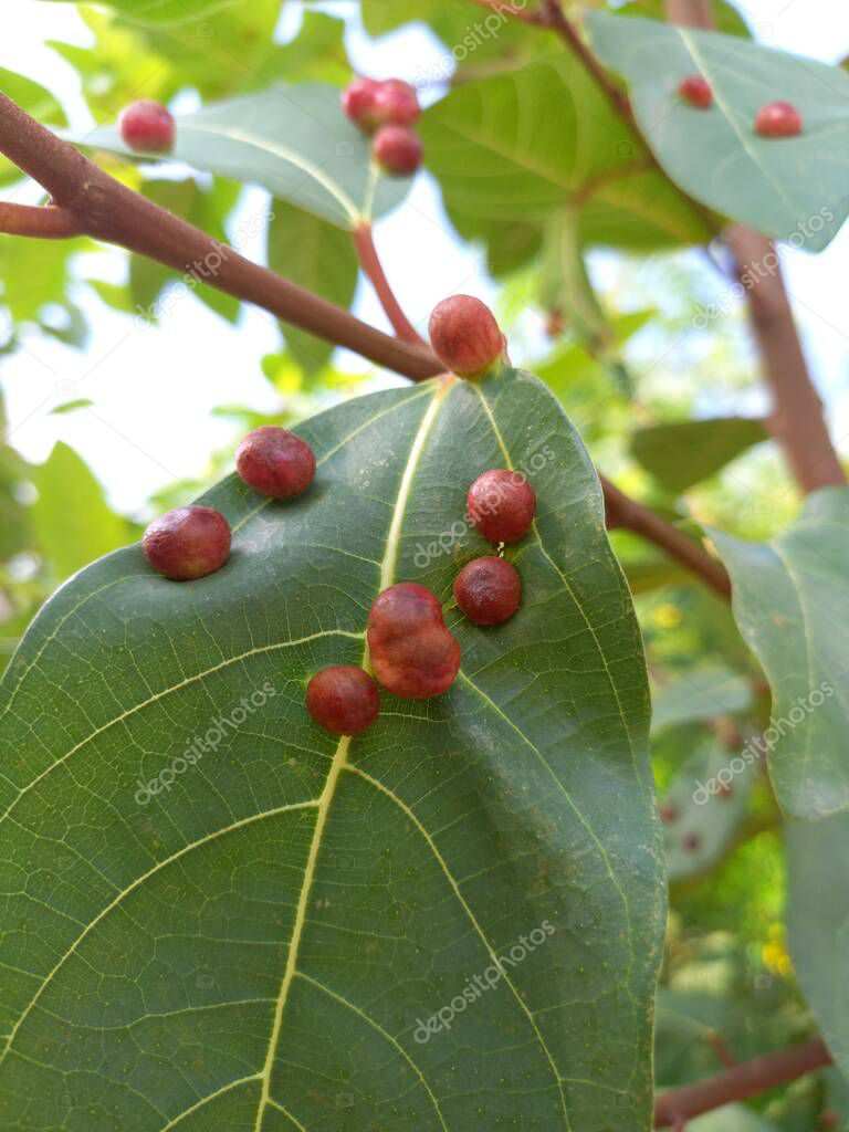 nombre de la planta es goolar, cluster fig 2022