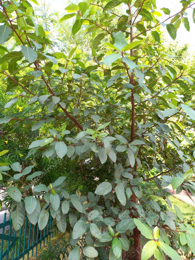 nombre de la planta es goolar, cluster fig 2022