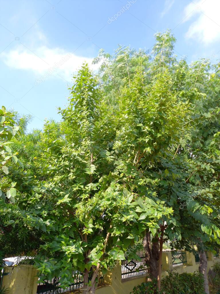 nombre de la planta es goolar, cluster fig 2022