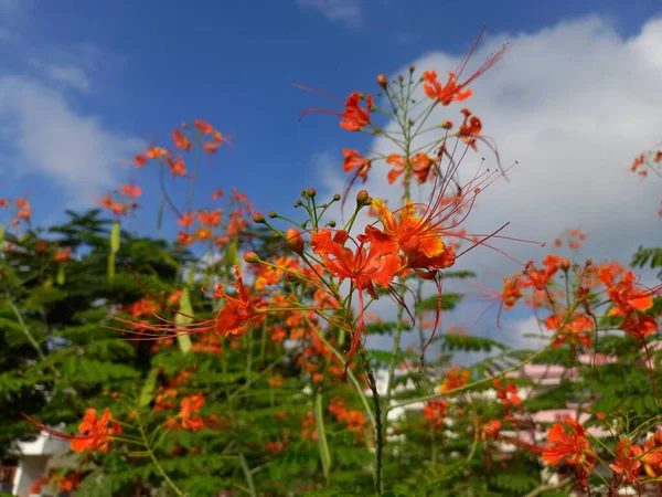 National Flower Of Rajasthan | Best Flower Site