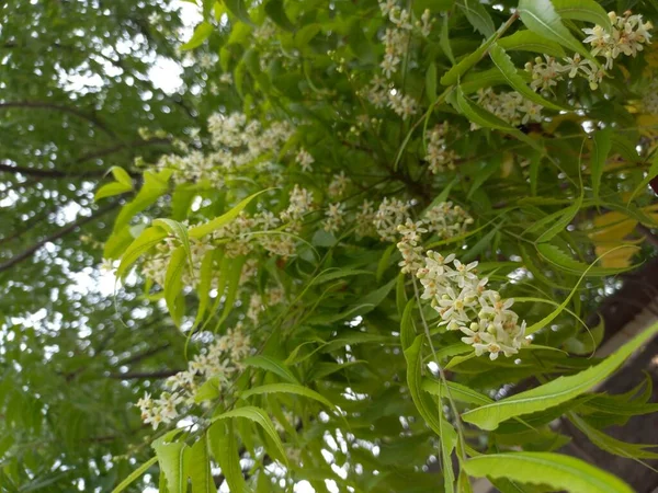 Neem flowers Stock Photos, Royalty Free Neem flowers Images | Depositphotos