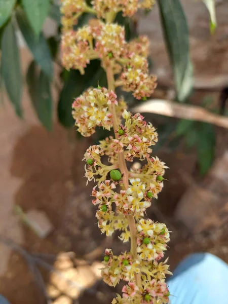 Asafoetida Tree