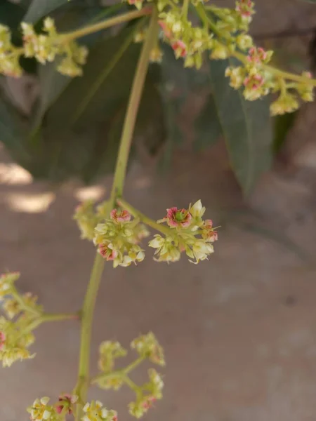 Plant of rajasthan Stock Photos, Royalty Free Plant of rajasthan Images ...