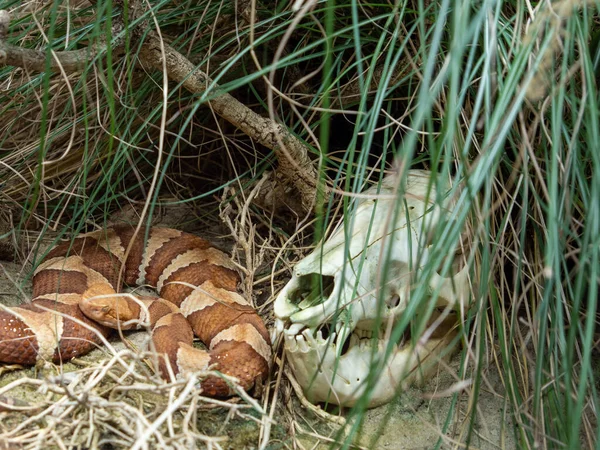 Python nest Stock Photos, Royalty Free Python nest Images | Depositphotos