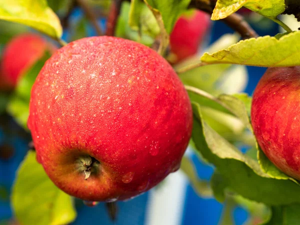 Apples on trees in a vegetable orchard. Autumn seasonal harvest. red ...