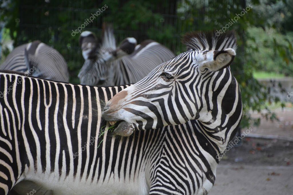 La cebra o cebra imperial del Grevy, es el mayor equipo silvestre ...