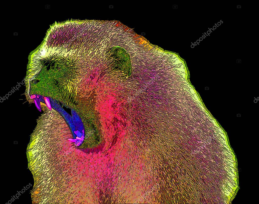 Los macacos constituyen un género (Macaca) de monos gregarios del Viejo ...