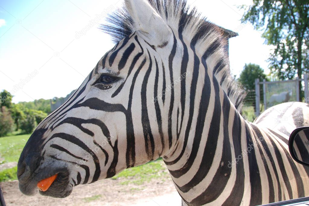 La cebra de Burchell es una subespecie del sur de la llanura cebra ...