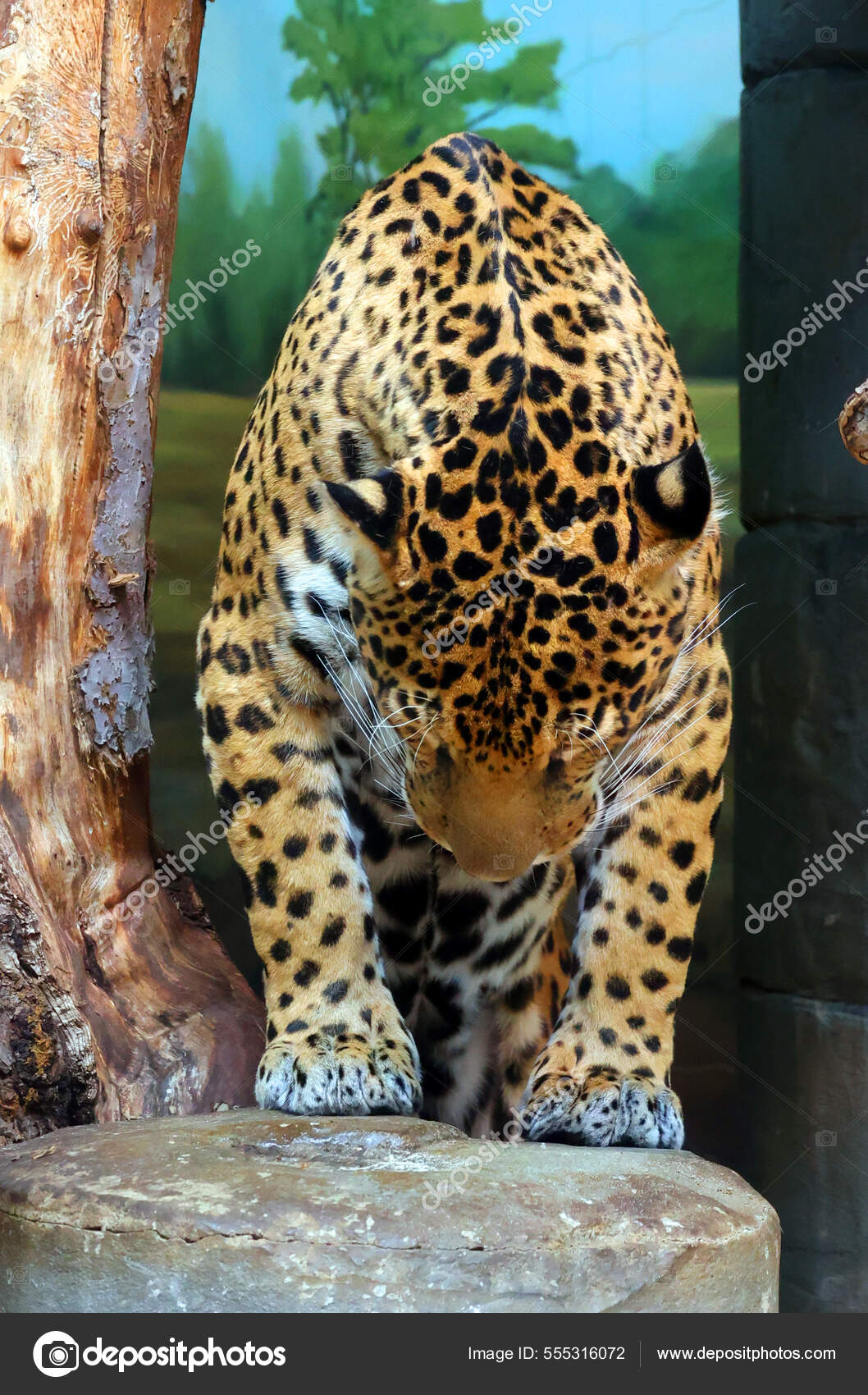 Jaguar Cub Feline Panthera Genus Only Extant Panthera Species Native ...