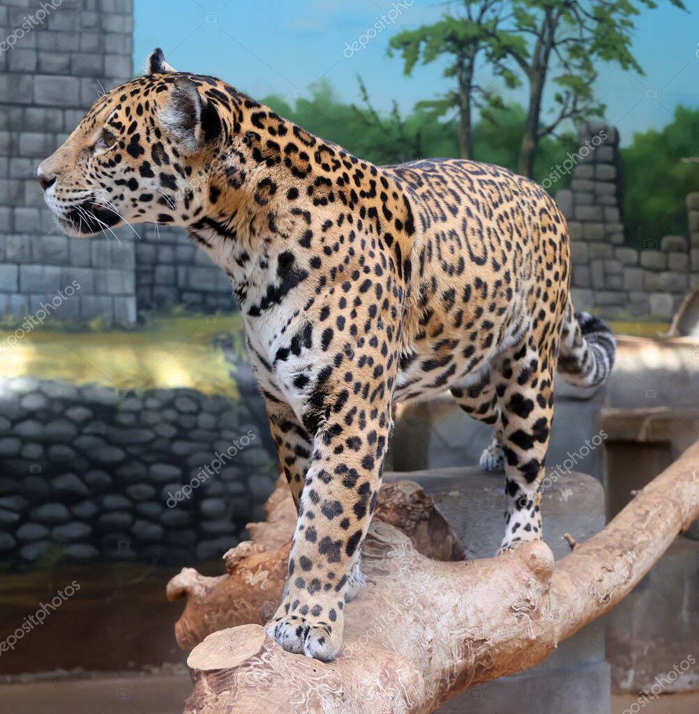 El cachorro de Jaguar es un felino del género Panthera que solo existen ...