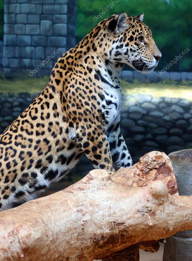 El cachorro de Jaguar es un felino del género Panthera que solo existen ...