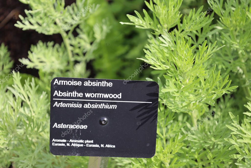 Artemisia absinthium (wormwood , absinthe, absinthium, absinthe ...