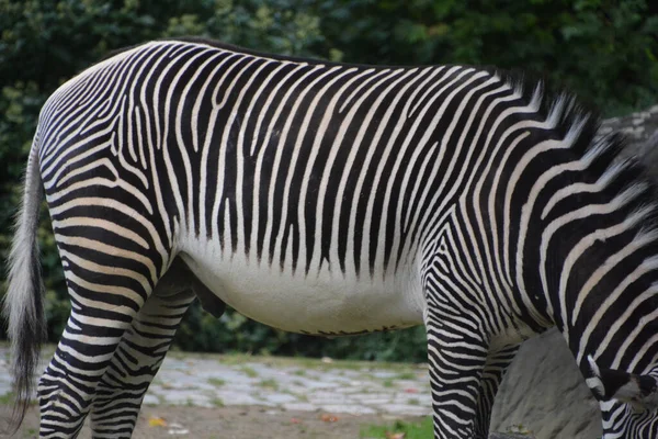 Fat zebra Stock Photos, Royalty Free Fat zebra Images | Depositphotos