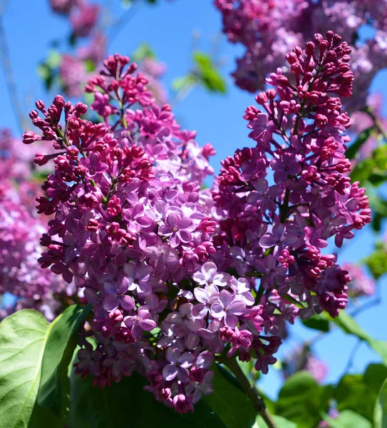 Syringa vulgaris (lilac or common lilac) is a species of flowering ...