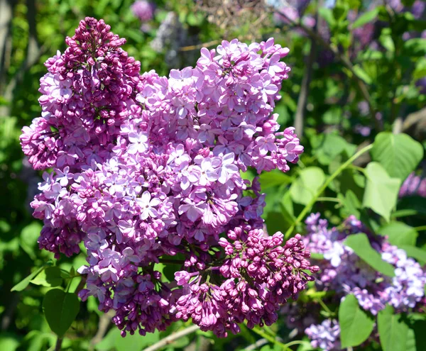 Fotos de Lilases em flor, Imagens de Lilases em flor sem royalties ...