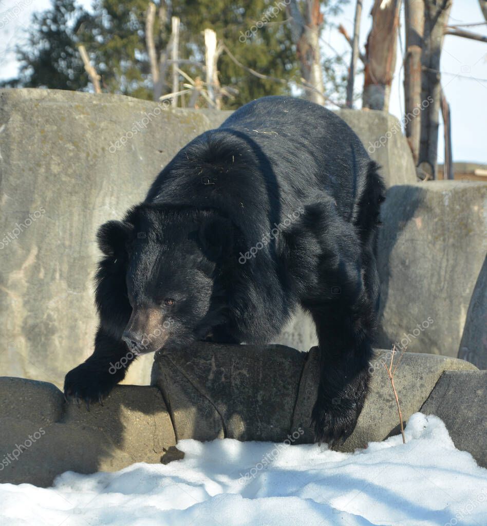 El oso negro asiático (Ursus thibetanus o Selenarctos thibetanus ...