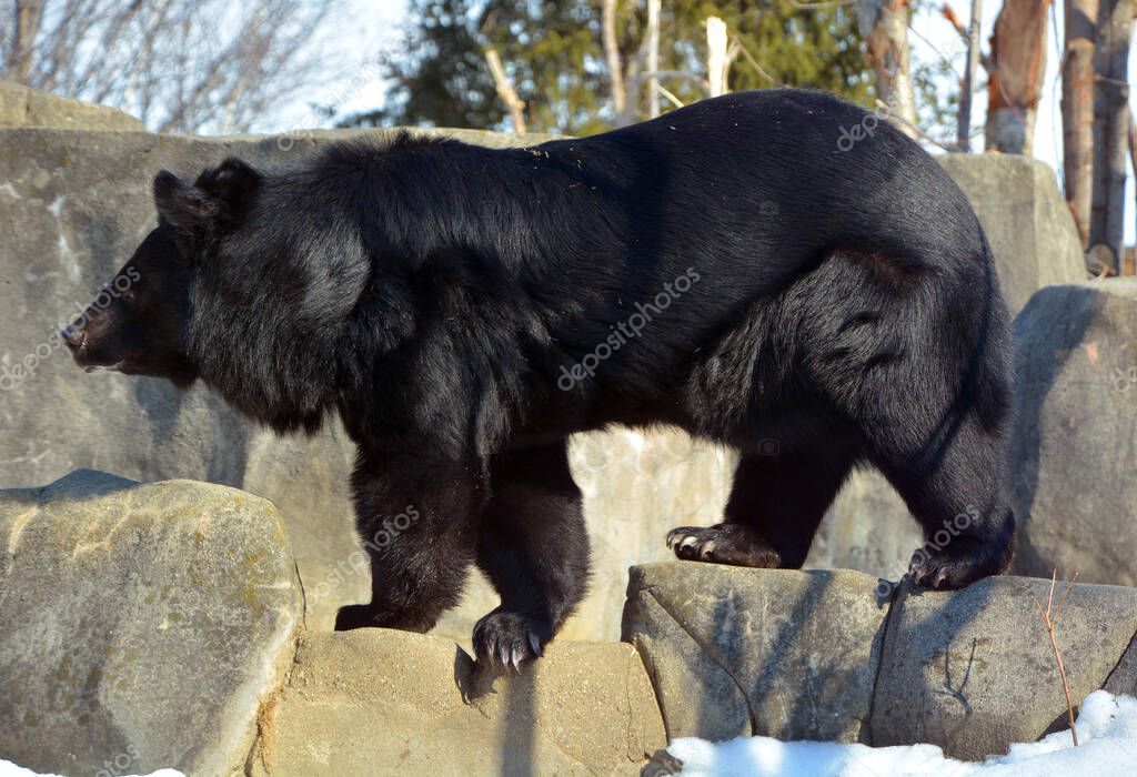 El oso negro asiático (Ursus thibetanus o Selenarctos thibetanus ...