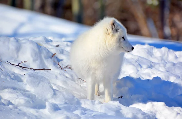 In winter arctic fox (Vulpes lagopus), also known as the white, polar ...