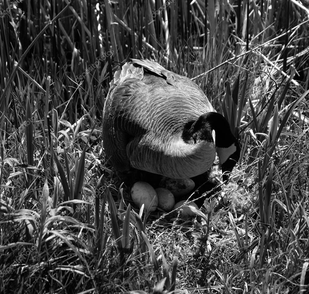 Nido de ganso de Canadá y huevos es una especie de ganso silvestre ...