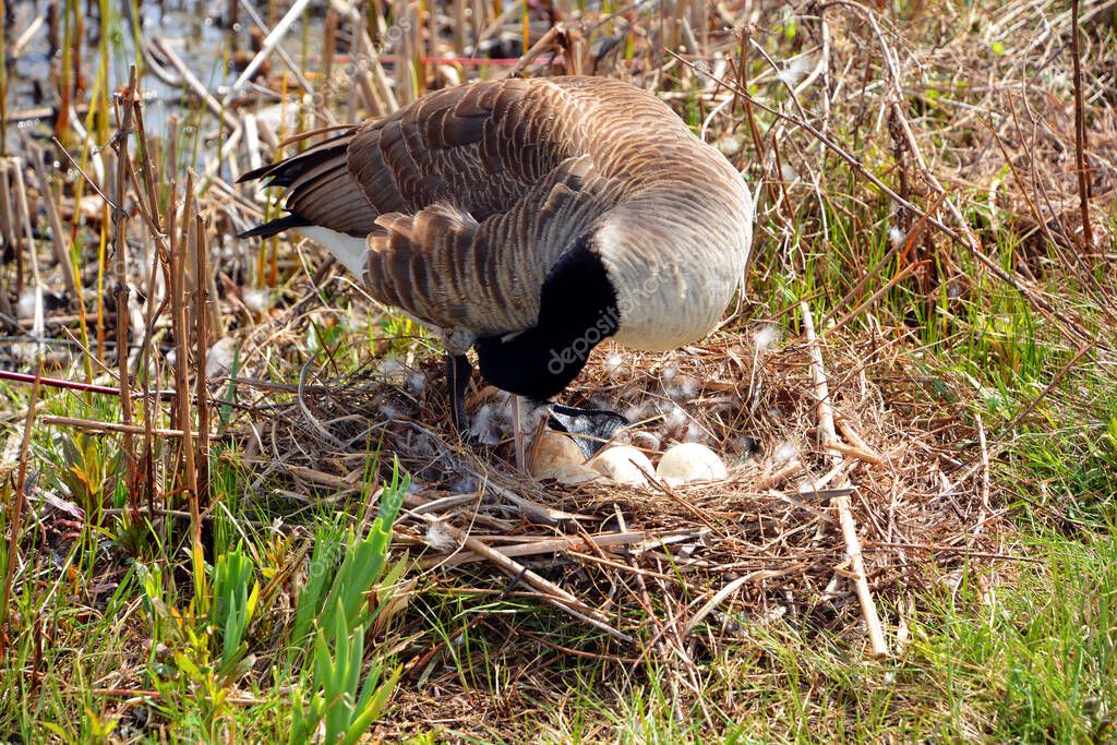 Nido de ganso de Canadá y huevos es una especie de ganso silvestre ...