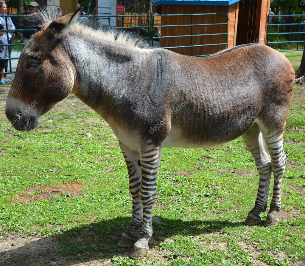 zebroid is the offspring of any cross between a zebra and any other ...