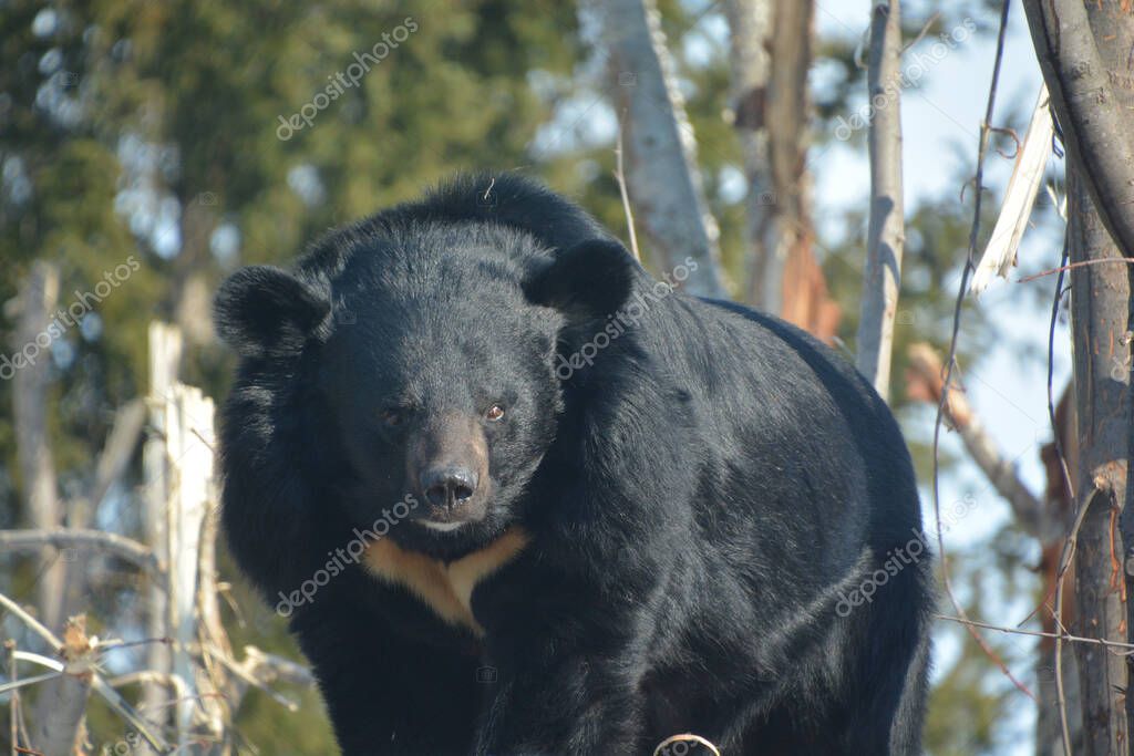 El oso negro asiático (Ursus thibetanus o Selenarctos thibetanus ...