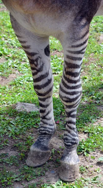 Half Horse Half Zebra Half Giraffe