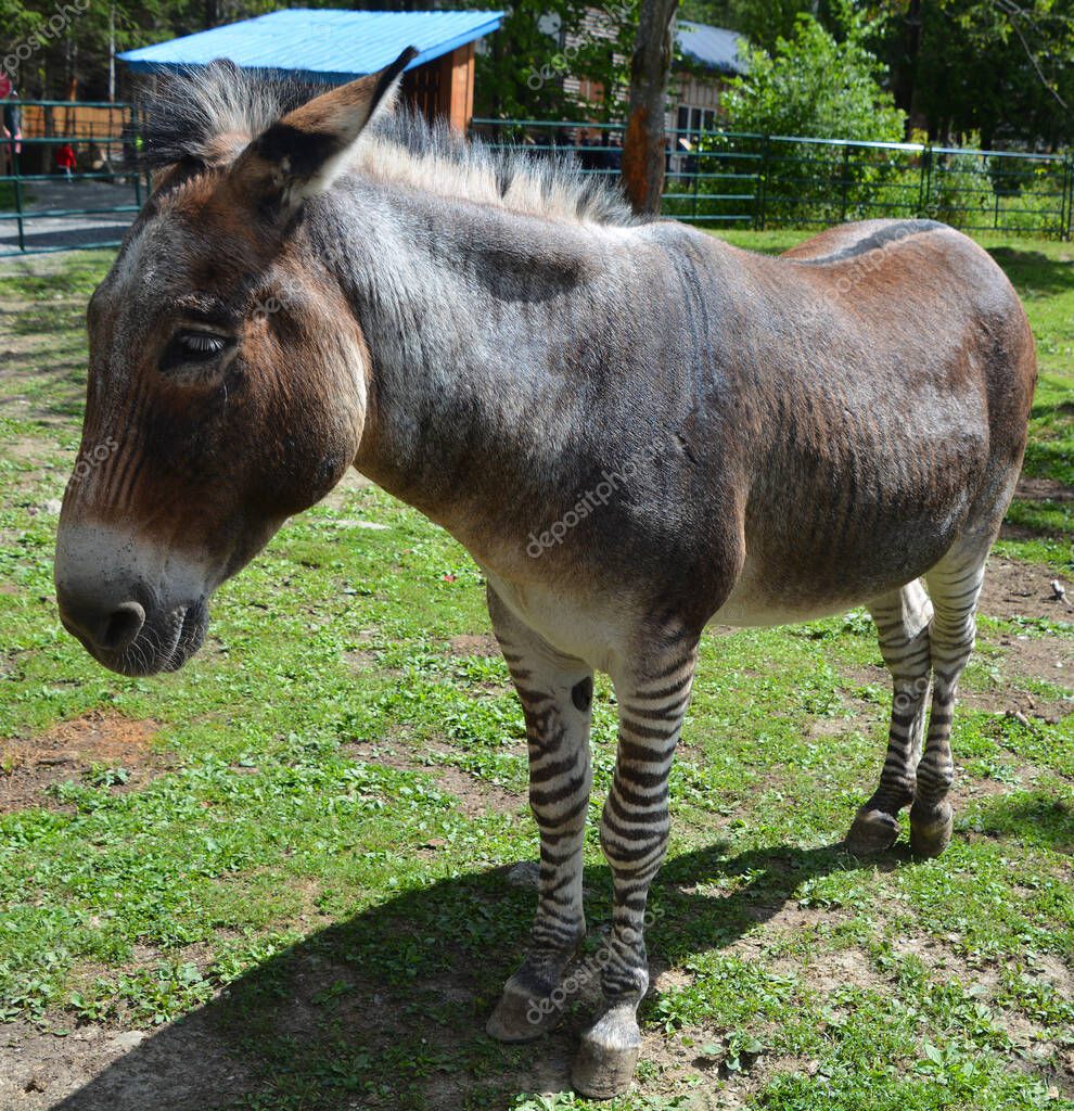 Close up of zebroid is the offspring of any cross between a zebra and ...