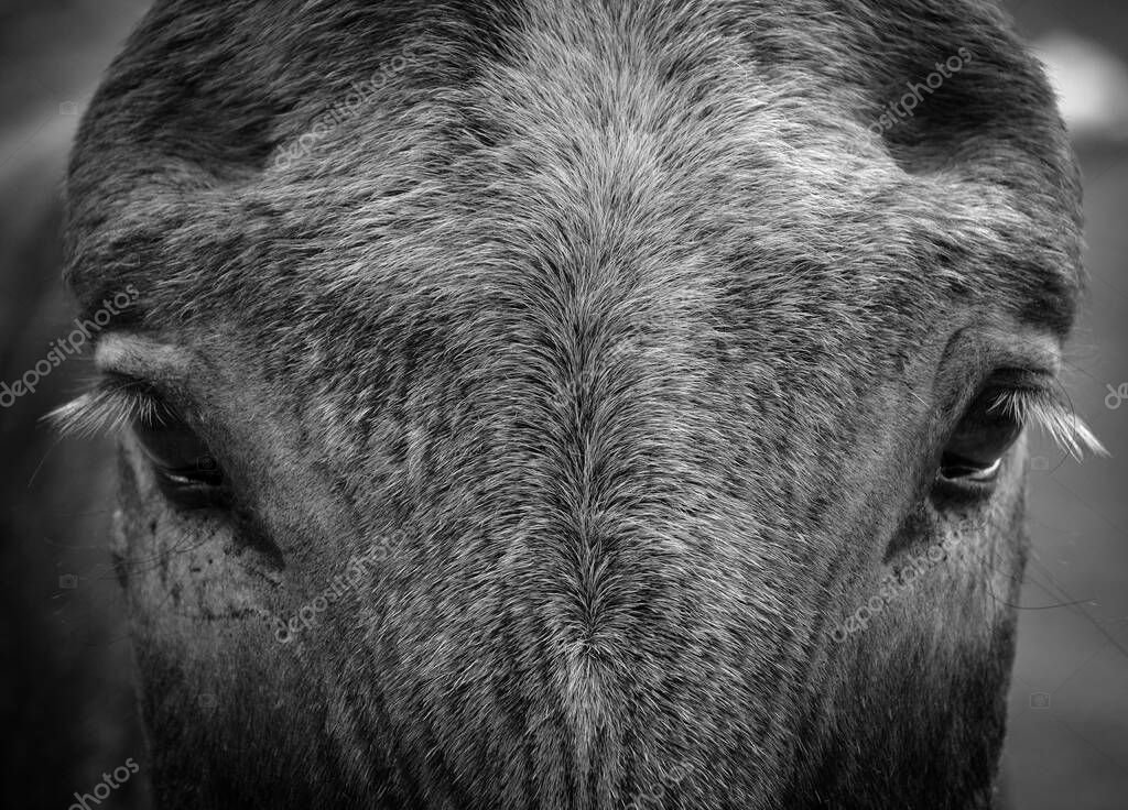 Close up of zebroid is the offspring of any cross between a zebra and ...