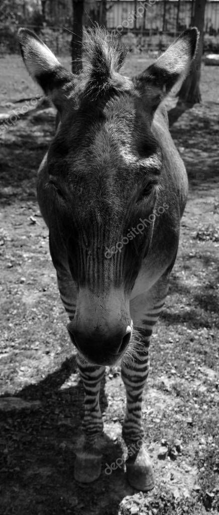 Close up of zebroid is the offspring of any cross between a zebra and ...