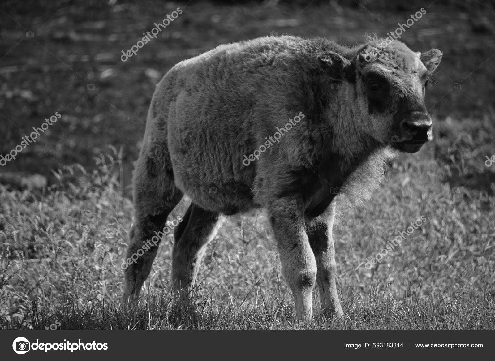 Close Shot Cow Cub Zoo — Stock Photo © meunierd #593183314