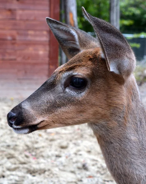 Deer nose Stock Photos, Royalty Free Deer nose Images | Depositphotos